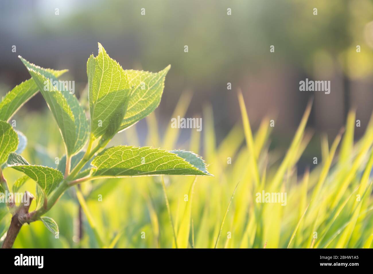 Green summer leaves and grass, blurred sunny greenery background with ...