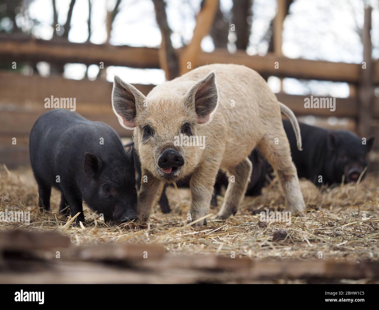 Joint keeping of pigs of different breeds Stock Photo - Alamy