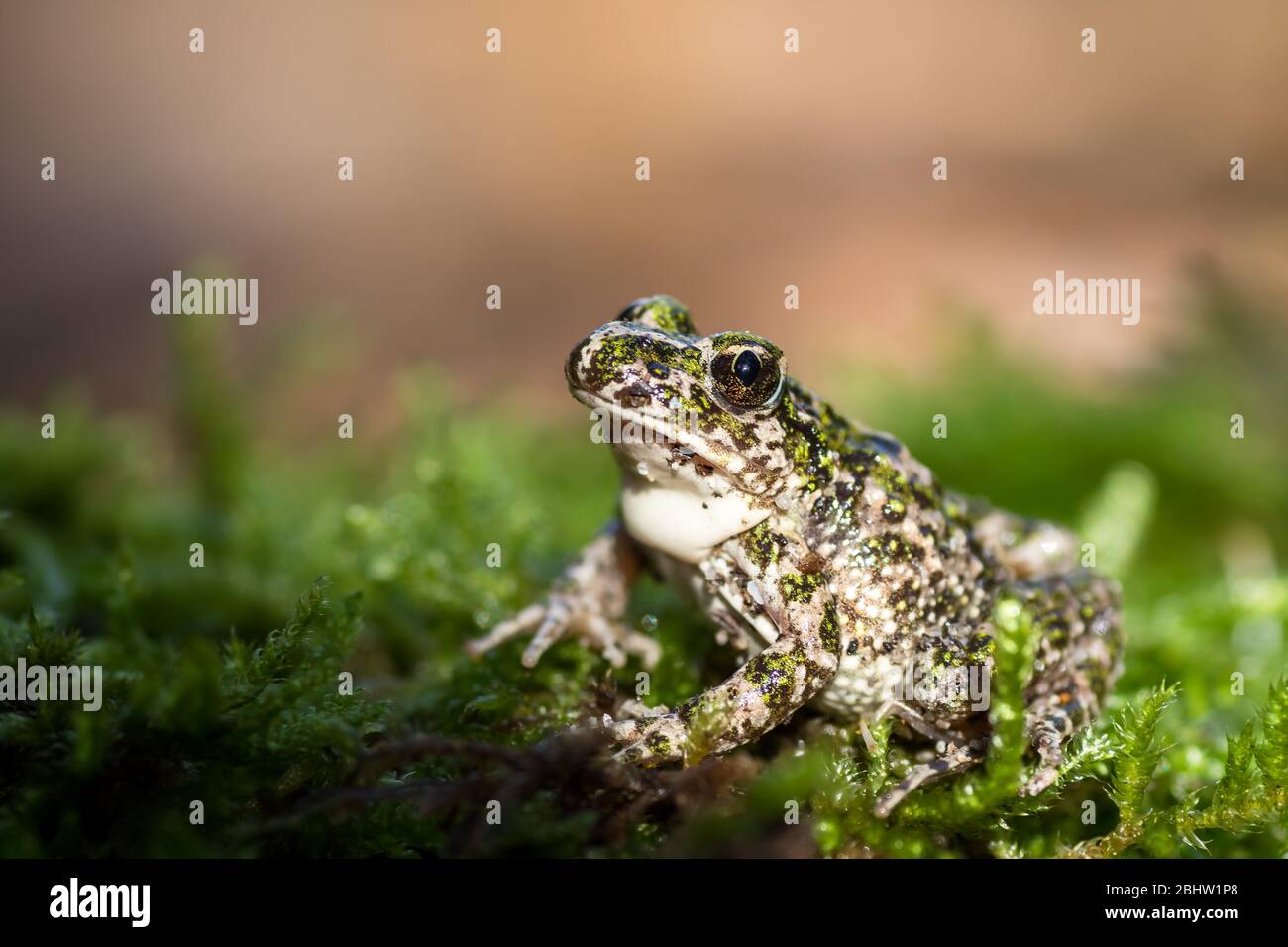 A common parsley frog (Pelodytes punctatus) photographed in the north ...