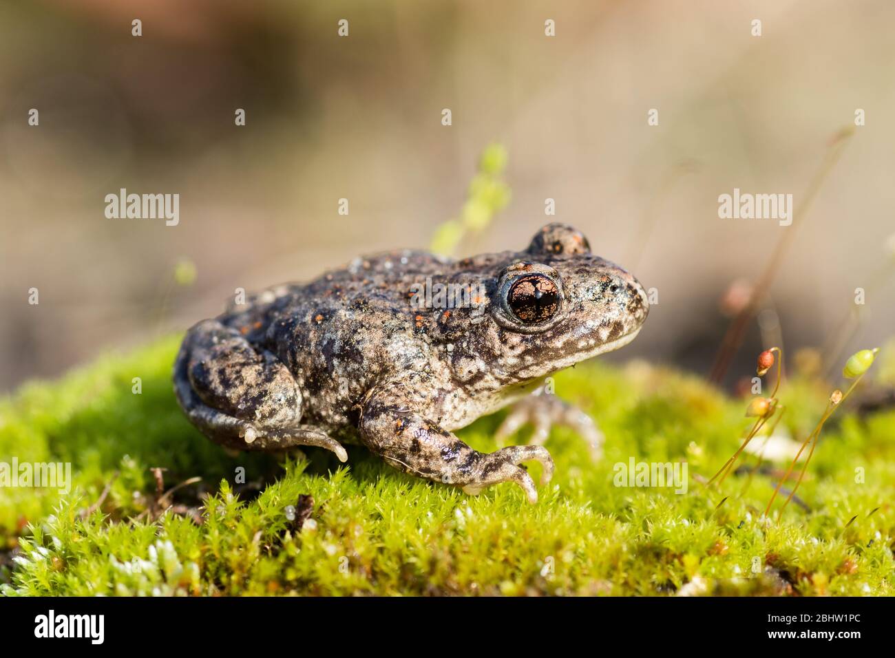 A common midwife toad (Alytes obstetricans) photographed in the north ...