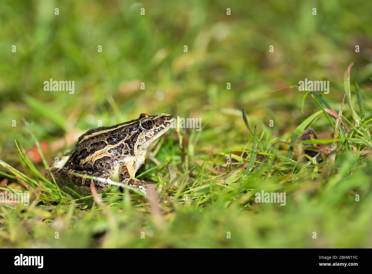 An Iberian Painted Frog (discoglossus galganoi) in the middle of the ...