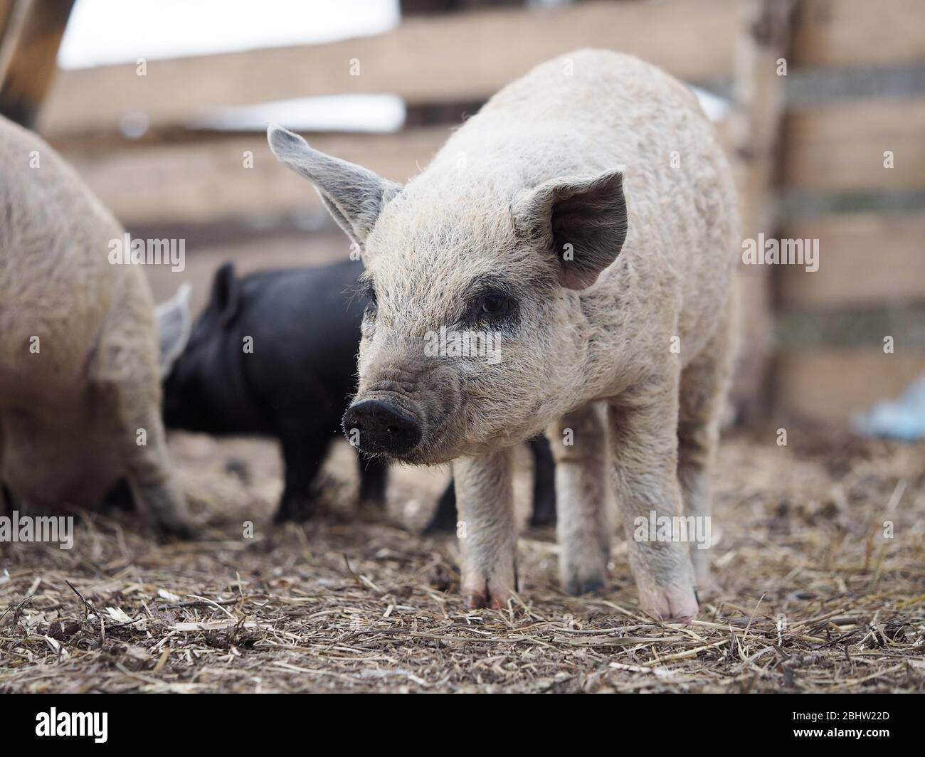 Shaggy pig of the Hungarian mangalitsa breed Stock Photo - Alamy