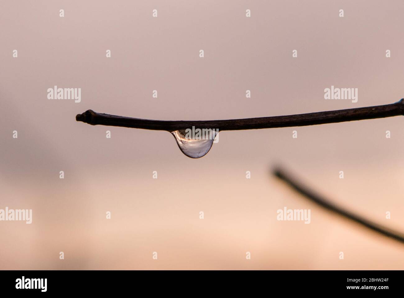 close up of a water drop, hanging on a stalk, you can see the scenery ...