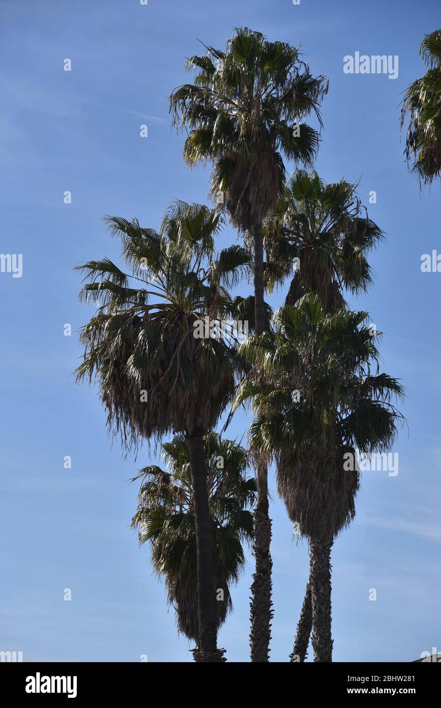A cluster of palm trees hi-res stock photography and images - Alamy