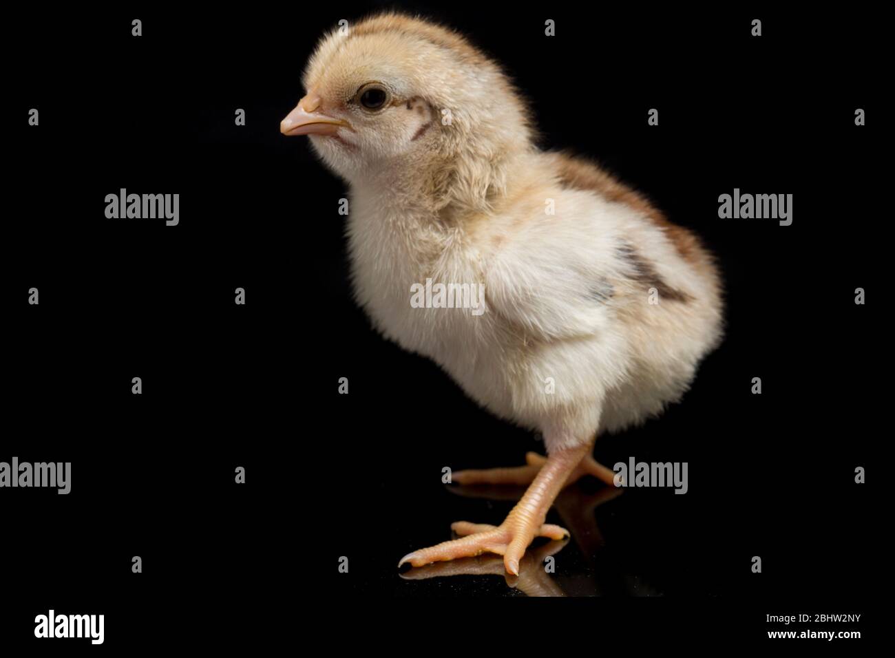 A newborn Chick Ayam Kampung i The name means simply `free-range ...