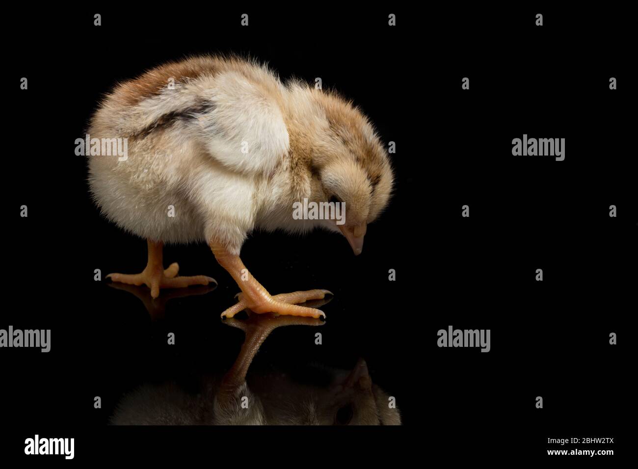 A newborn Chick Ayam Kampung i The name means simply `free-range ...