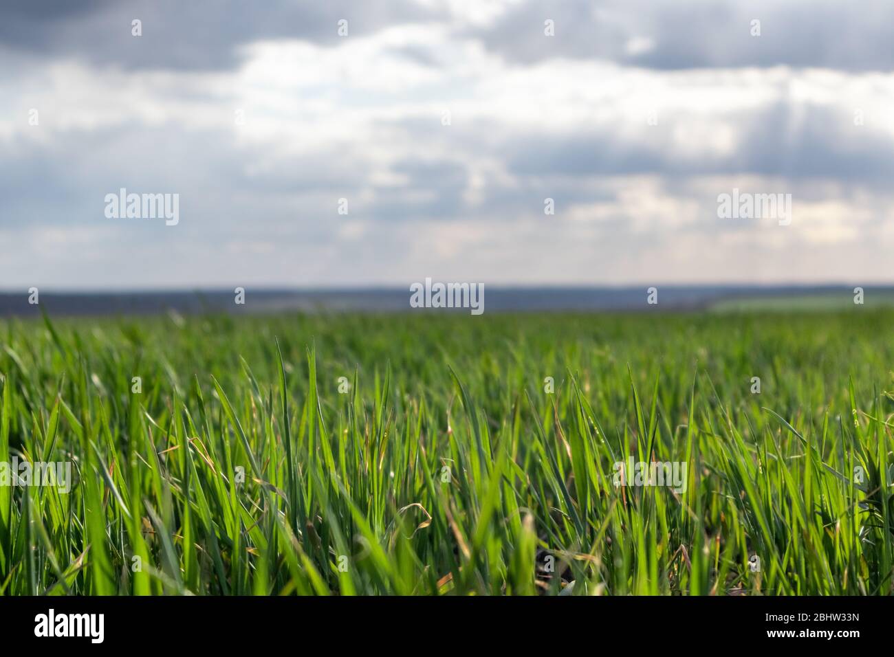 Spring wheat harvest hi-res stock photography and images - Alamy