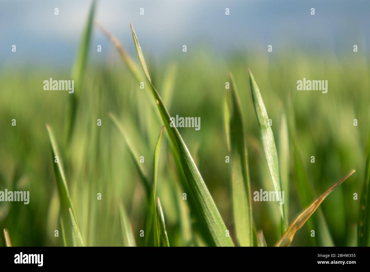 Blade of corn hi-res stock photography and images - Alamy