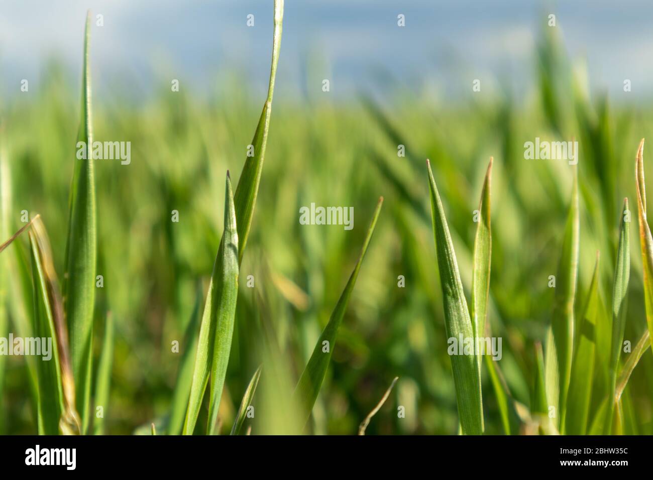 Blade of wheat hi-res stock photography and images - Alamy