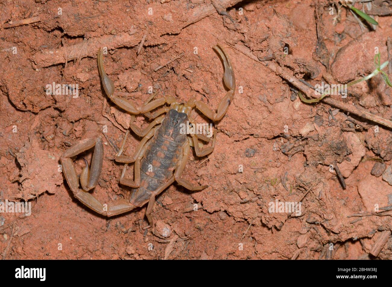 Striped Bark Scorpion, Centruroides vittatus Stock Photo - Alamy
