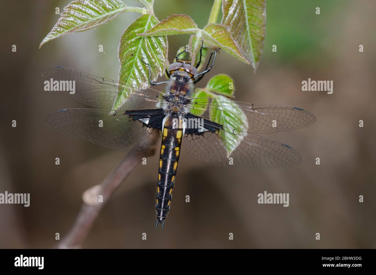 Mantled Baskettail, Epitheca semiaquea, female Stock Photo - Alamy
