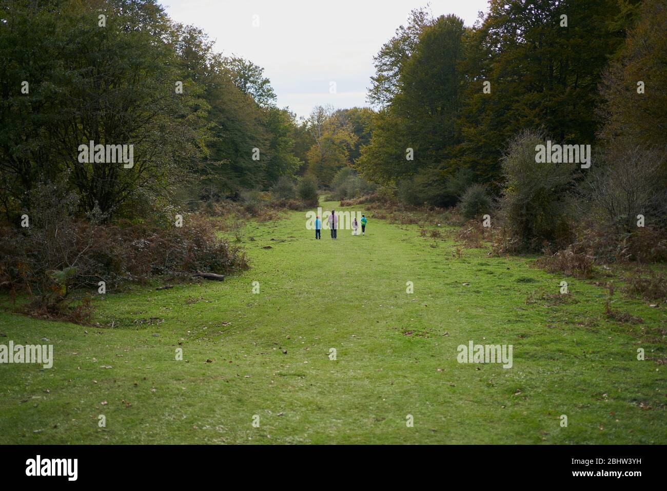 Family beech hi-res stock photography and images - Alamy