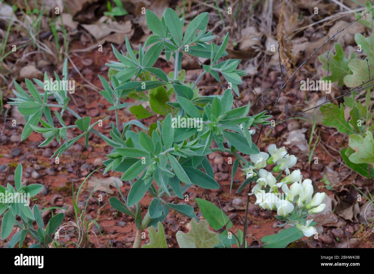 Wild indigo baptisia bracteata hi-res stock photography and images - Alamy