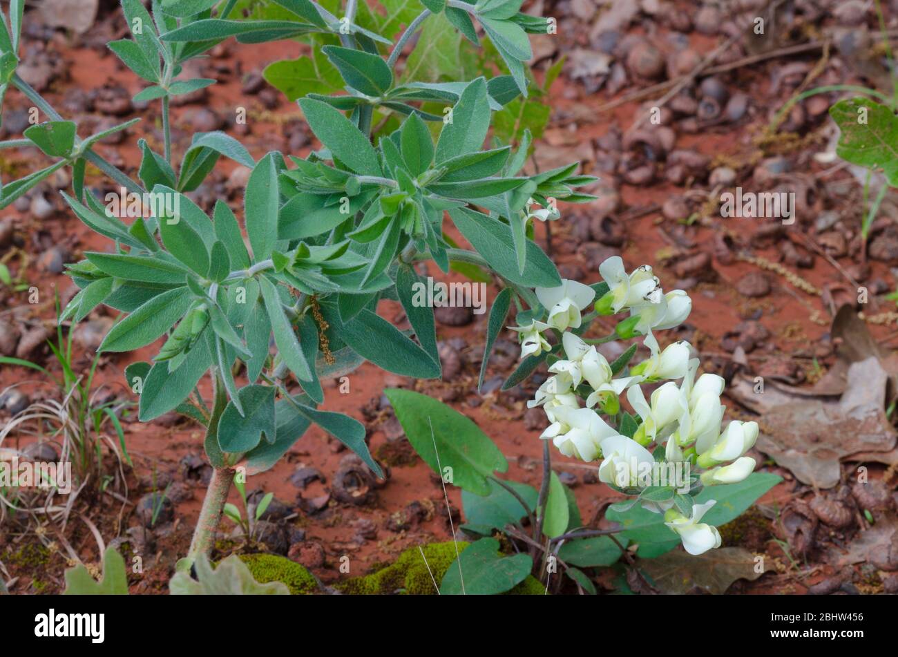Cream Wild Indigo, Baptisia bracteata Stock Photo - Alamy