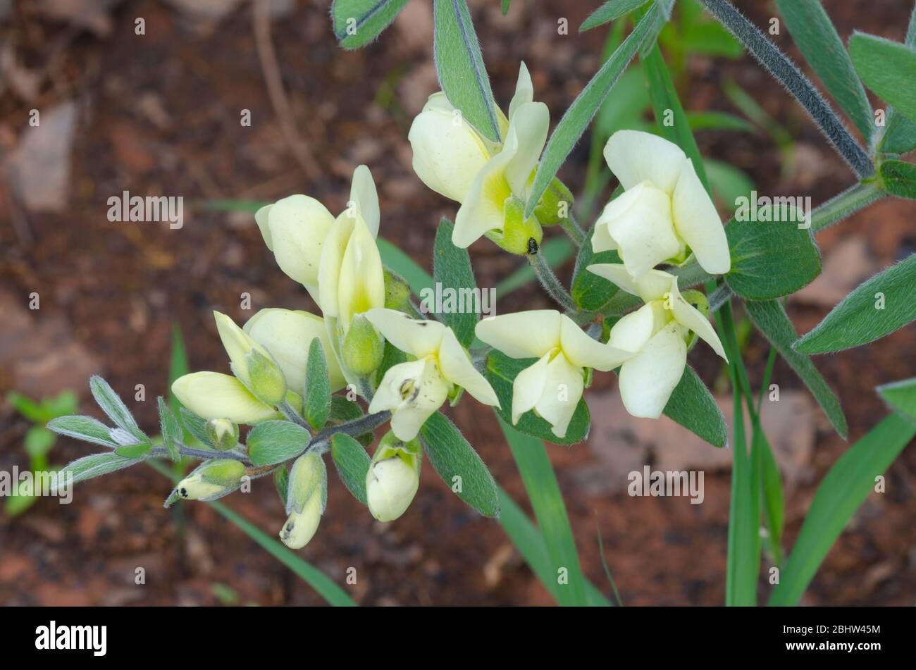 Cream false indigo hi-res stock photography and images - Alamy