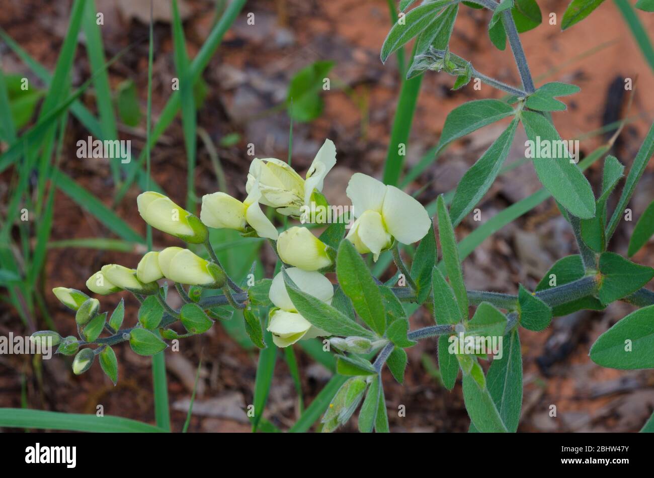 Cream Wild Indigo, Baptisia bracteata Stock Photo - Alamy
