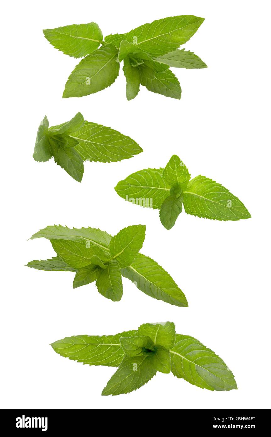 Falling fresh mint leaves isolated on white background Stock Photo - Alamy