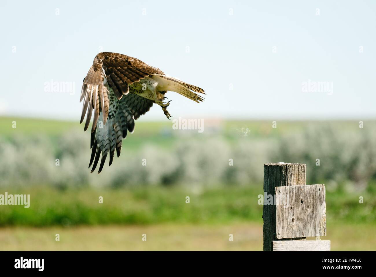 Side view of a Red-Tailed Hawk taking flight Stock Photo - Alamy