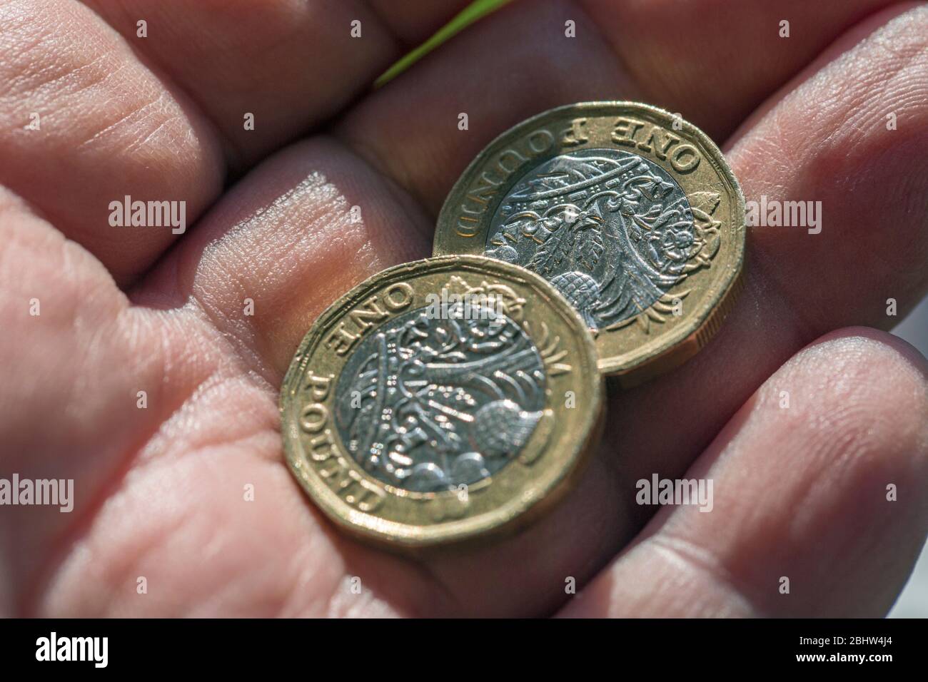 A male hand holding two UK (New) Pound coins showing the reverse (tails ...