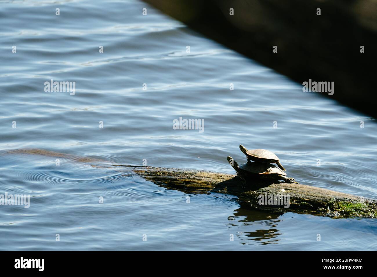 Turtle stack hi-res stock photography and images - Alamy