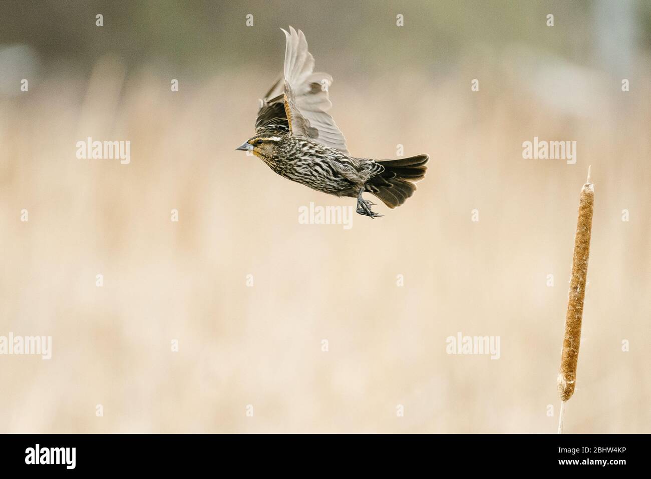 Sparrows flight hi-res stock photography and images - Alamy