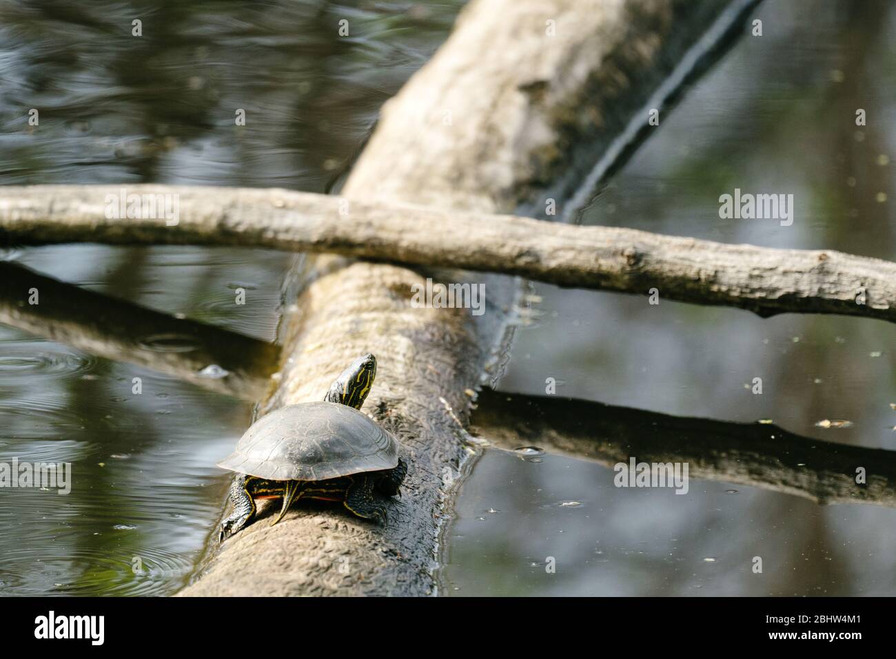 Turtle behind view hi-res stock photography and images - Alamy