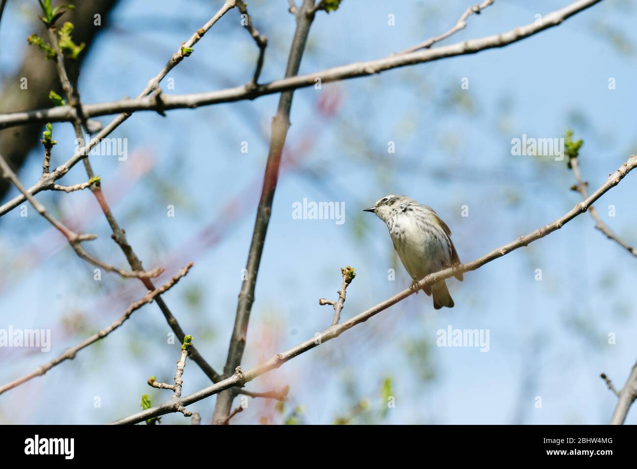 View from below of a small bird sitting on a branch Stock Photo - Alamy