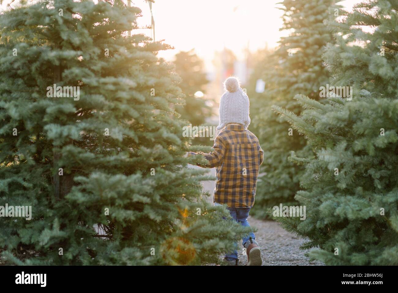 Young boy walking in christmas trees at sunset Stock Photo - Alamy