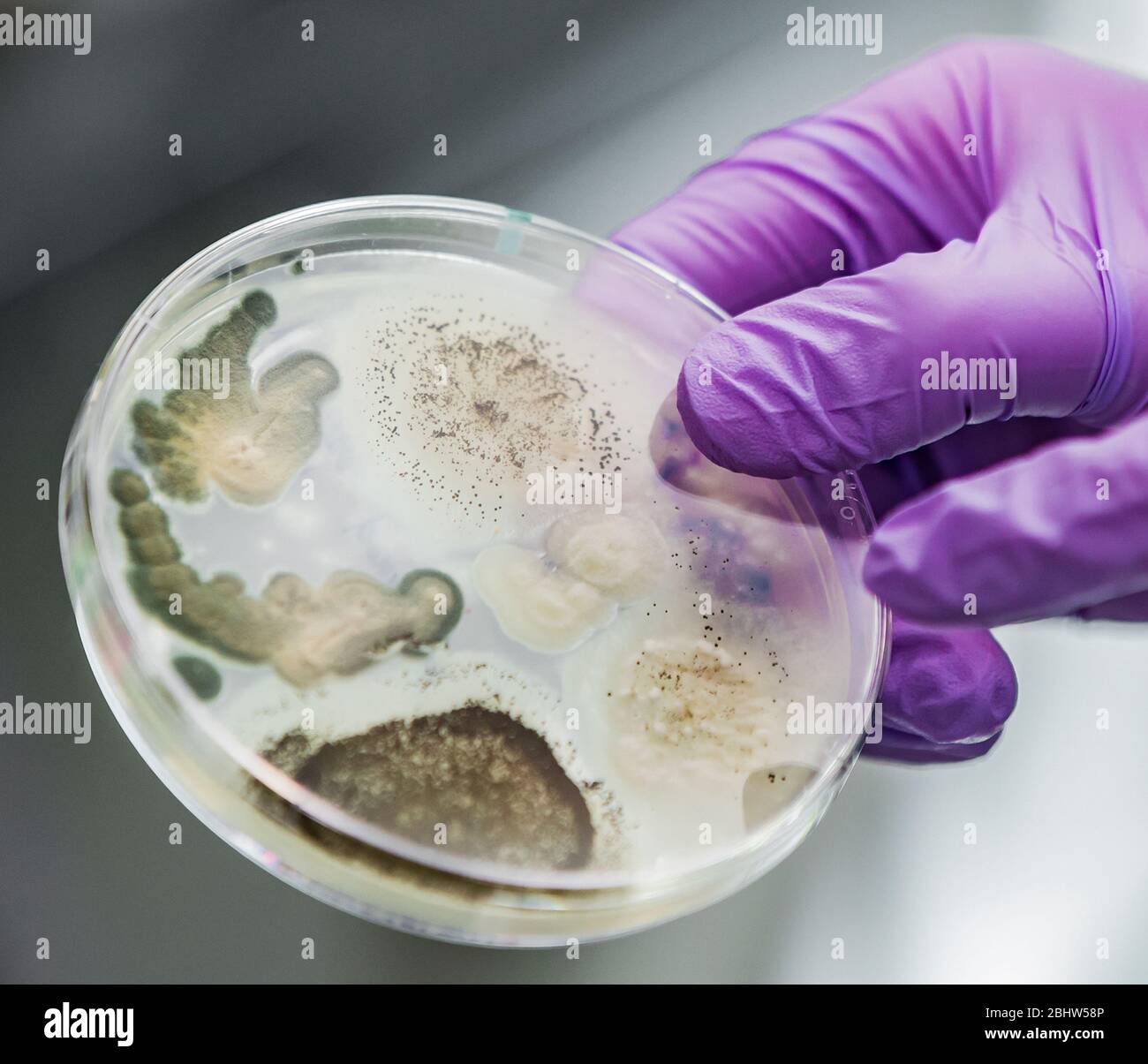 Bioscience research in a laboratory Stock Photo - Alamy