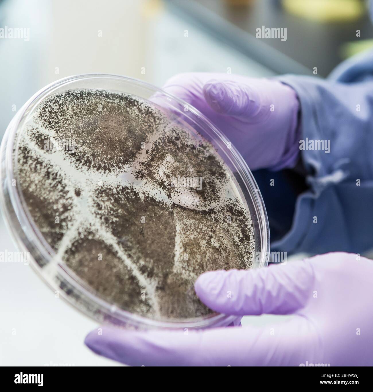 Bioscience lab hi-res stock photography and images - Alamy