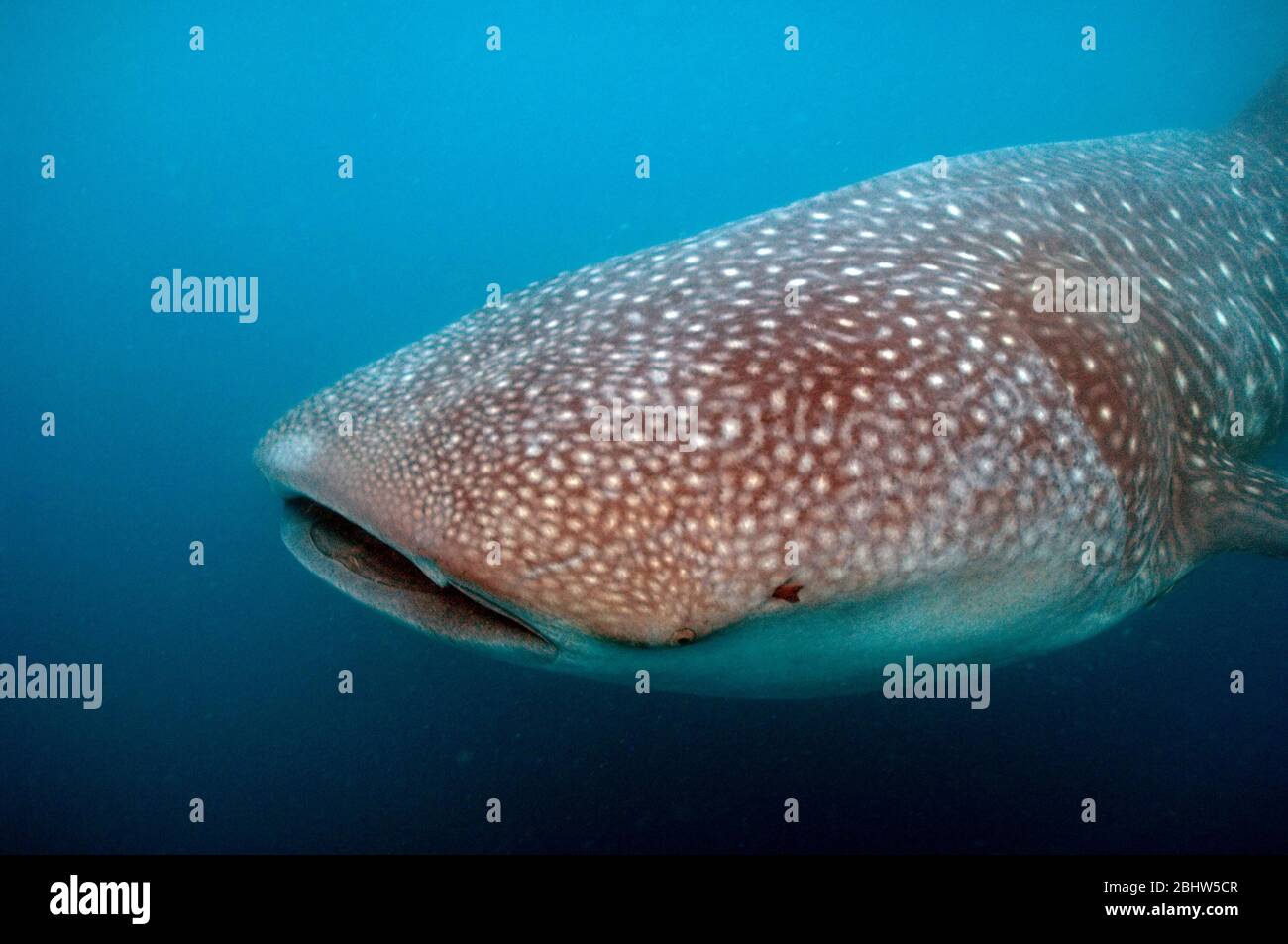 Walhai, (Rhincodon typus Stock Photo - Alamy
