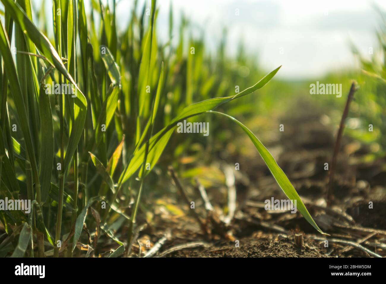 Blade of wheat hi-res stock photography and images - Alamy