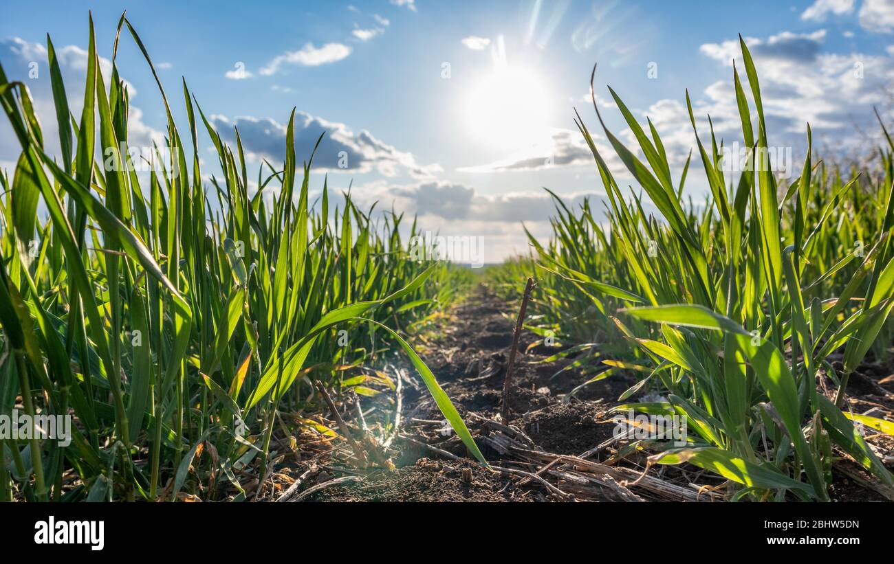 Green grass field soil hi-res stock photography and images - Alamy