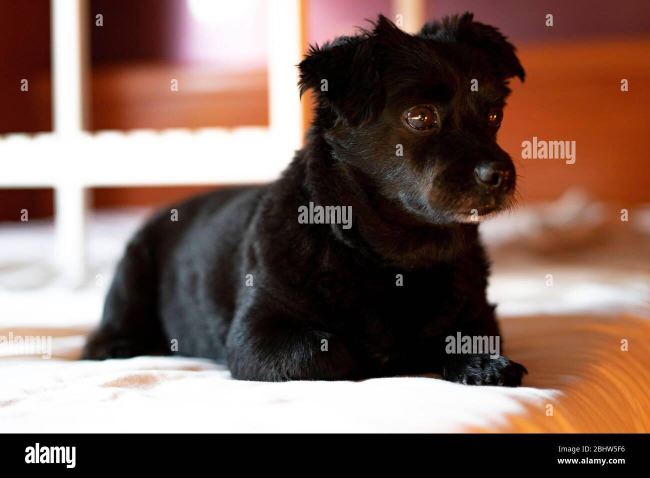 Black dog on top of the bed. Black dog concept Stock Photo - Alamy