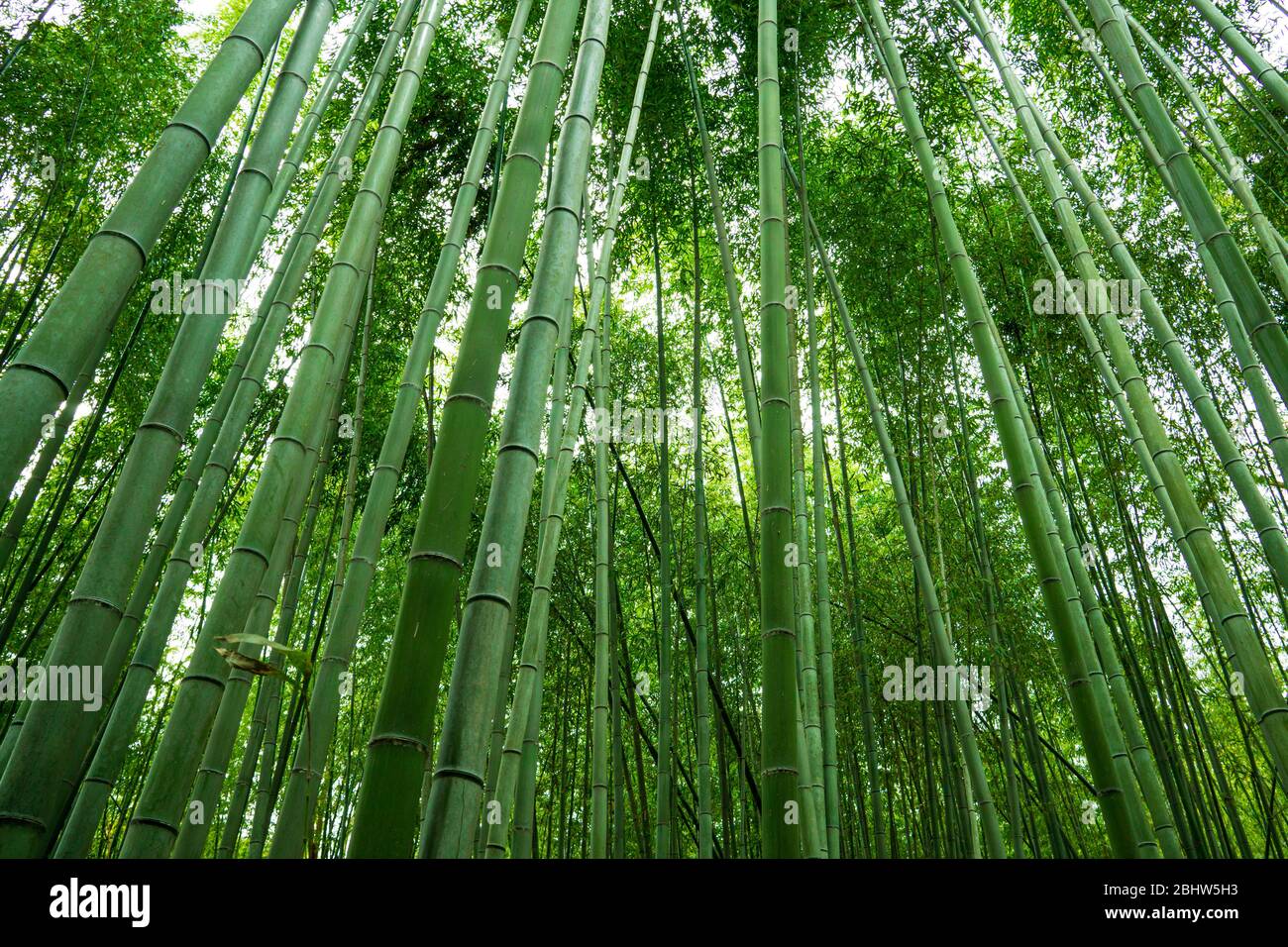 Arashiyama Bamboo Grove is the star attraction, standing amid these ...