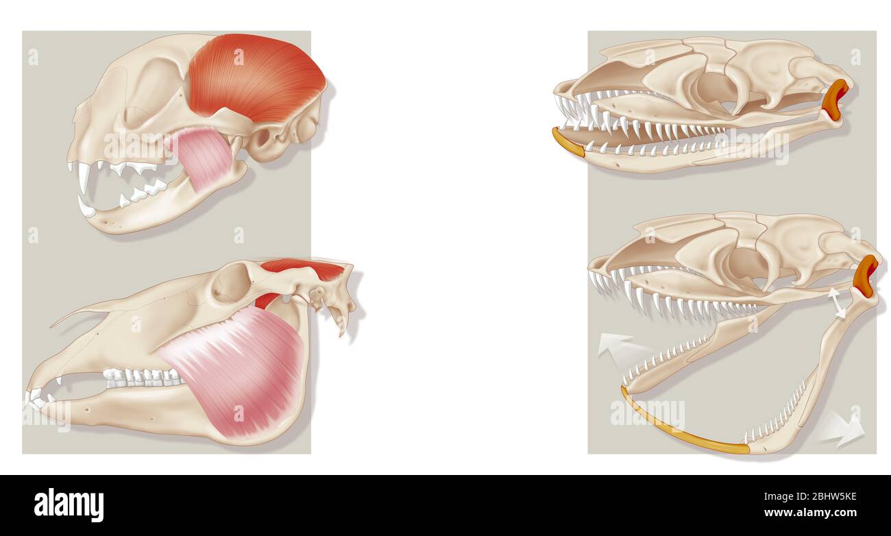 Temporalis And Masseter In Cat