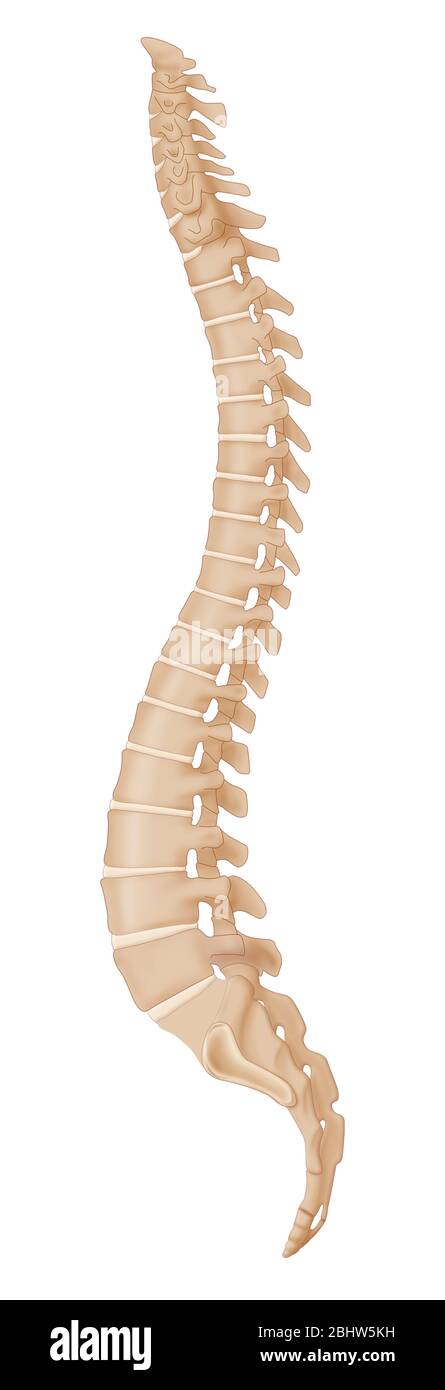 Vertebral column in profile view on the left side. The anterior part of ...