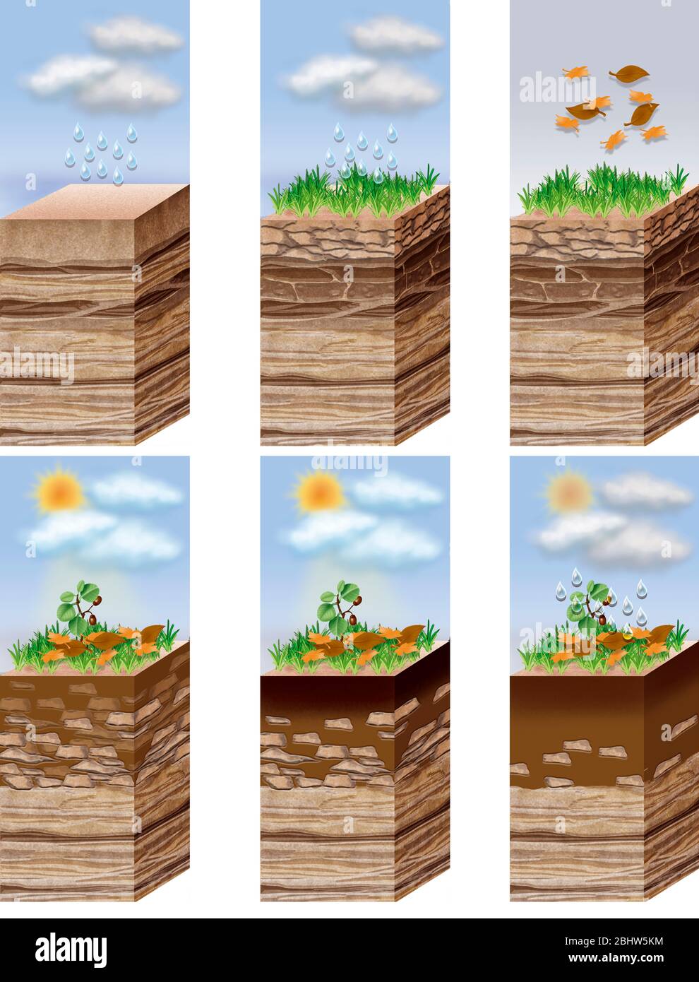 Soil Formation Steps