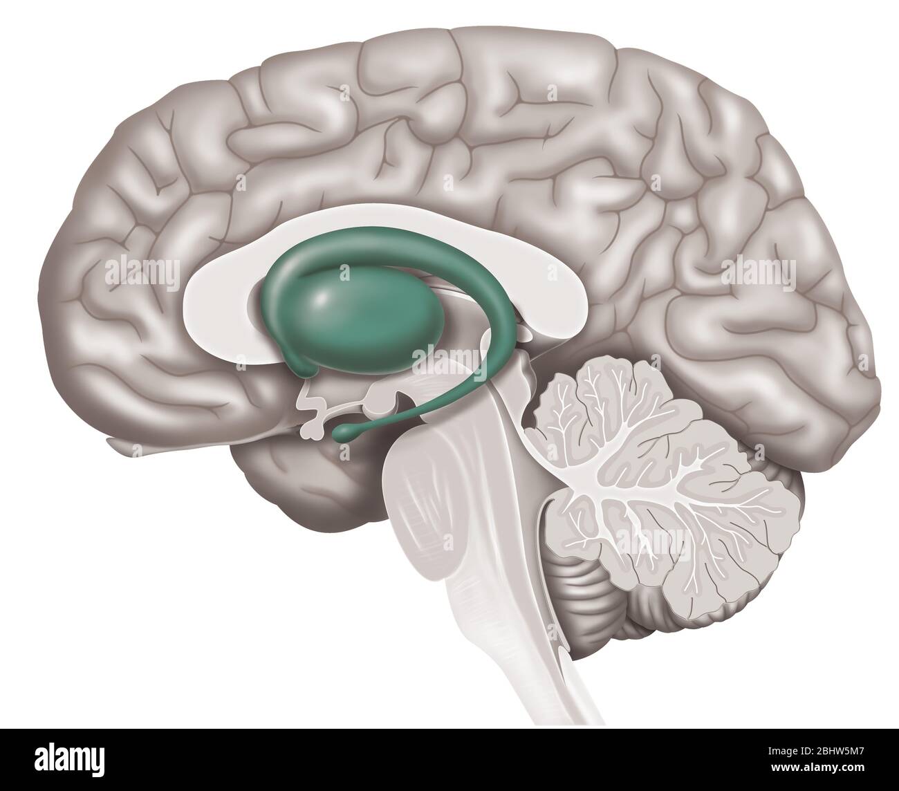 Lentiform nucleus hi-res stock photography and images - Alamy