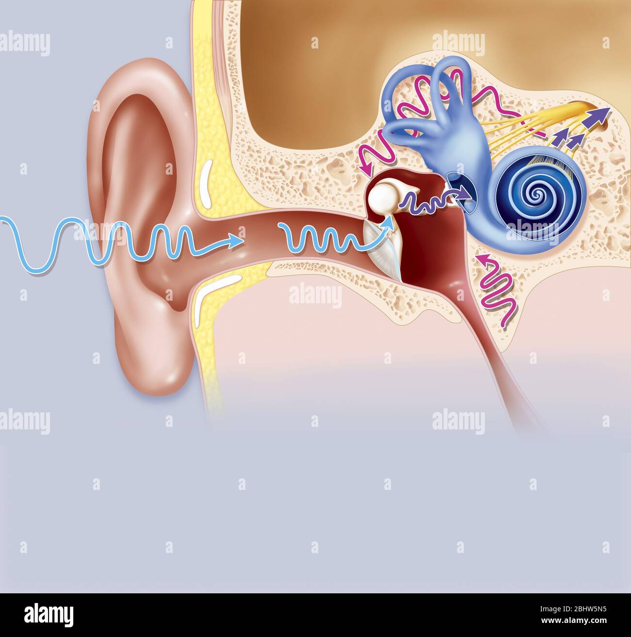 Sound perception hi-res stock photography and images - Alamy