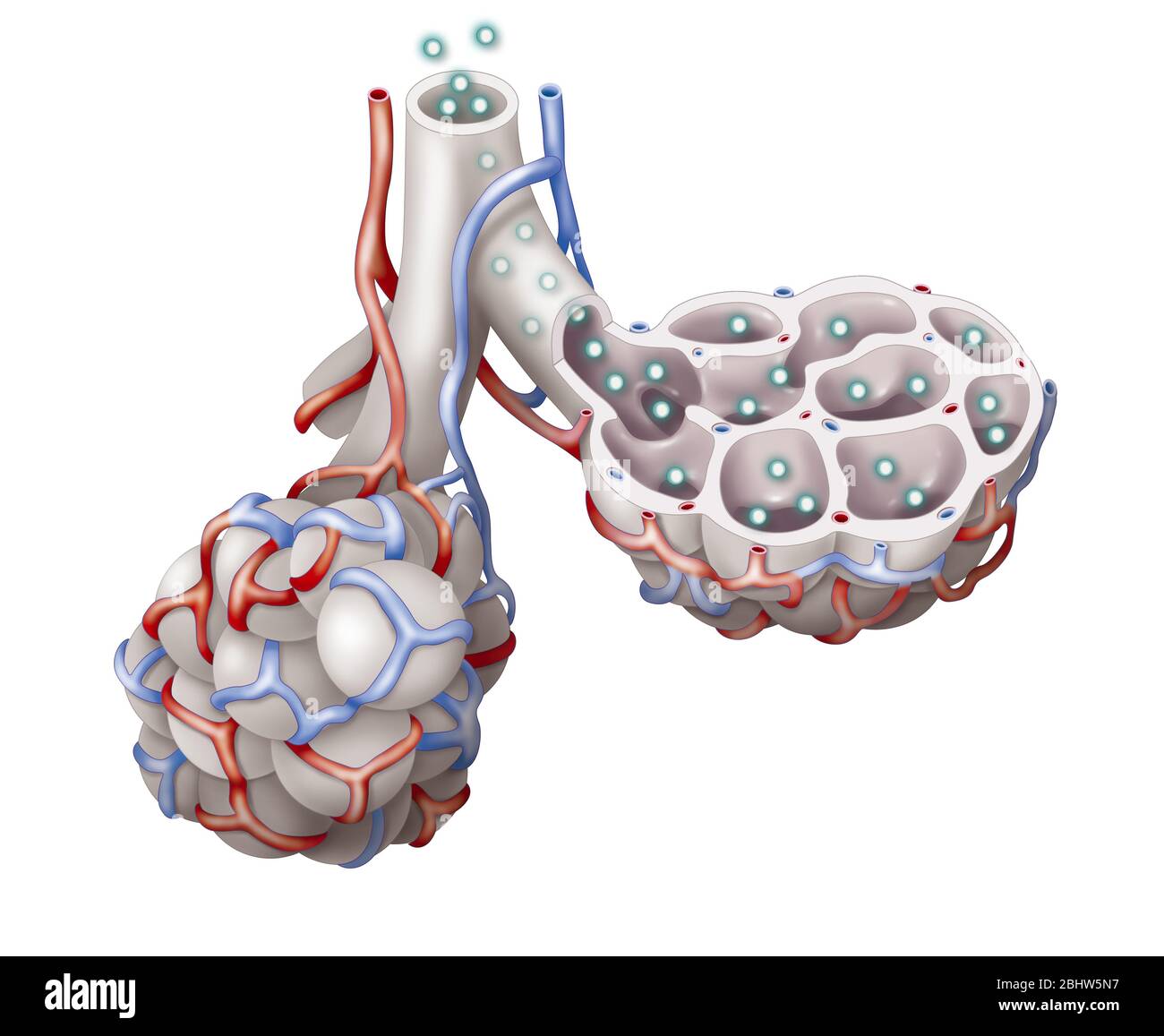 Diffuse invasive aspergillosis linked to damage to the pulmonary ...