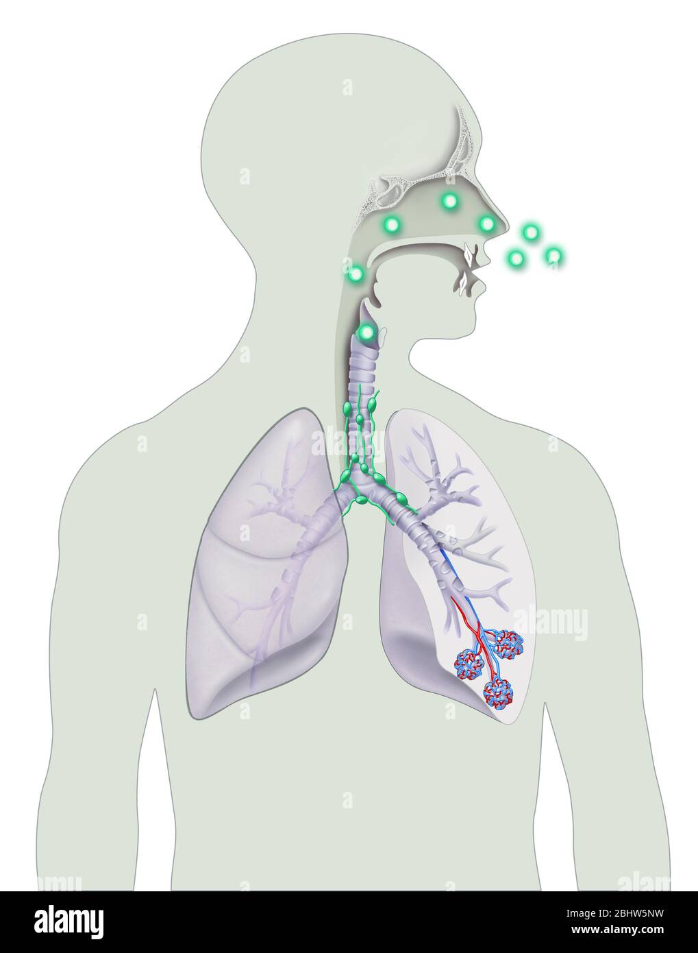 Aspergillus fungus hi-res stock photography and images - Alamy