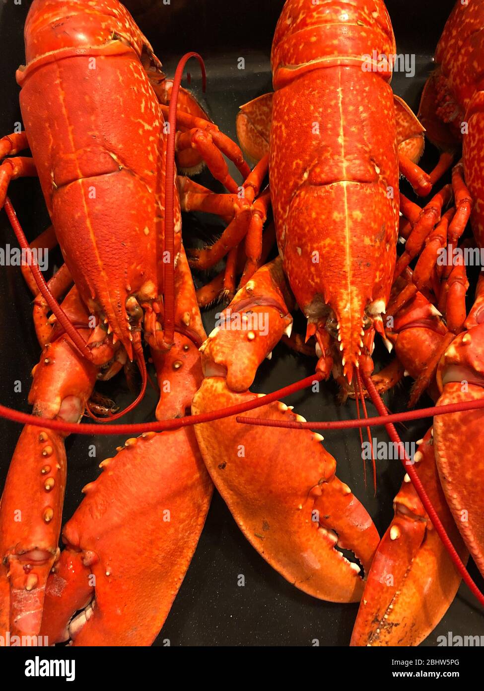 Arthropods hi-res stock photography and images - Alamy