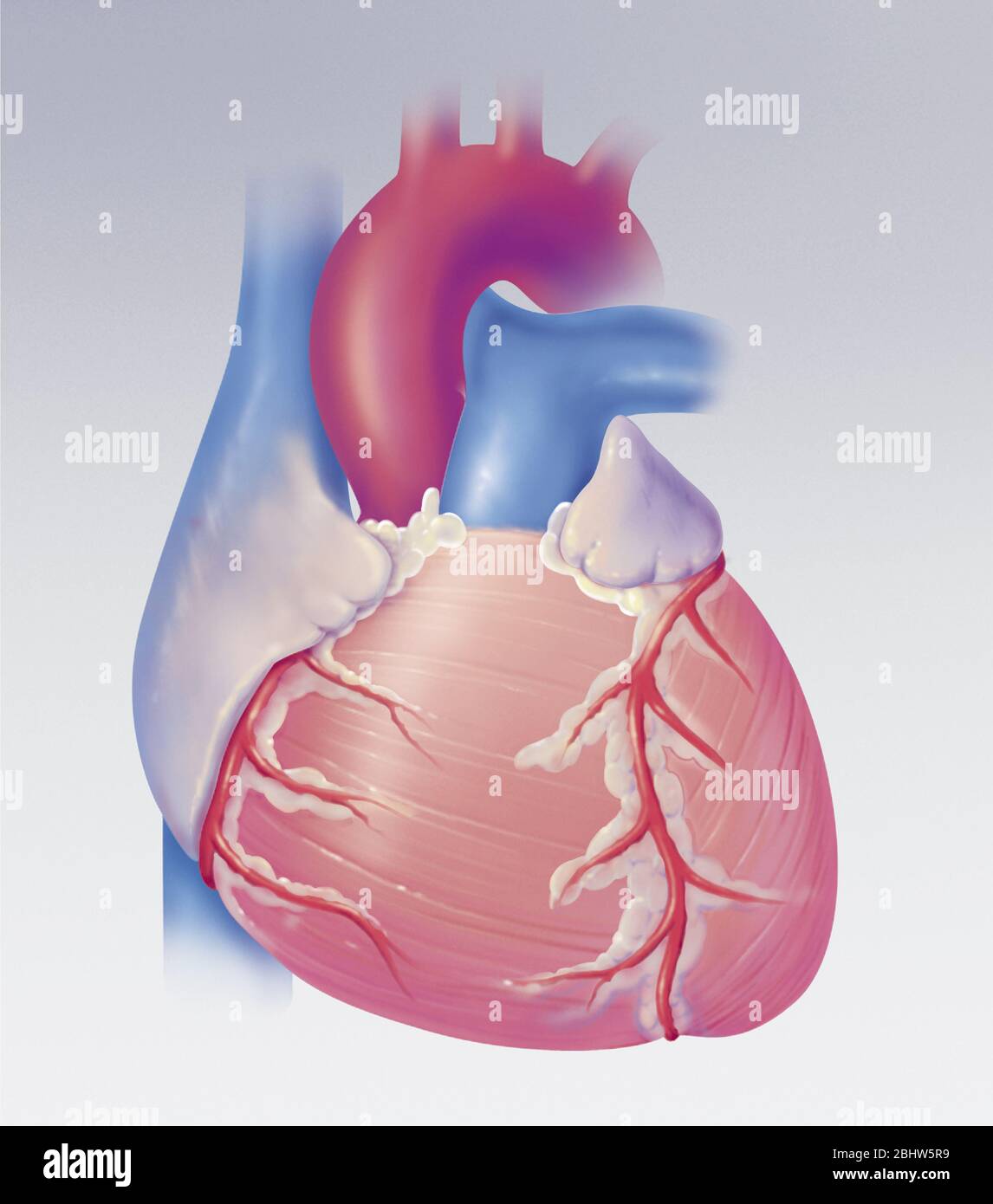 The heart, anterior view, anatomy. The heart, and its large vessels ...