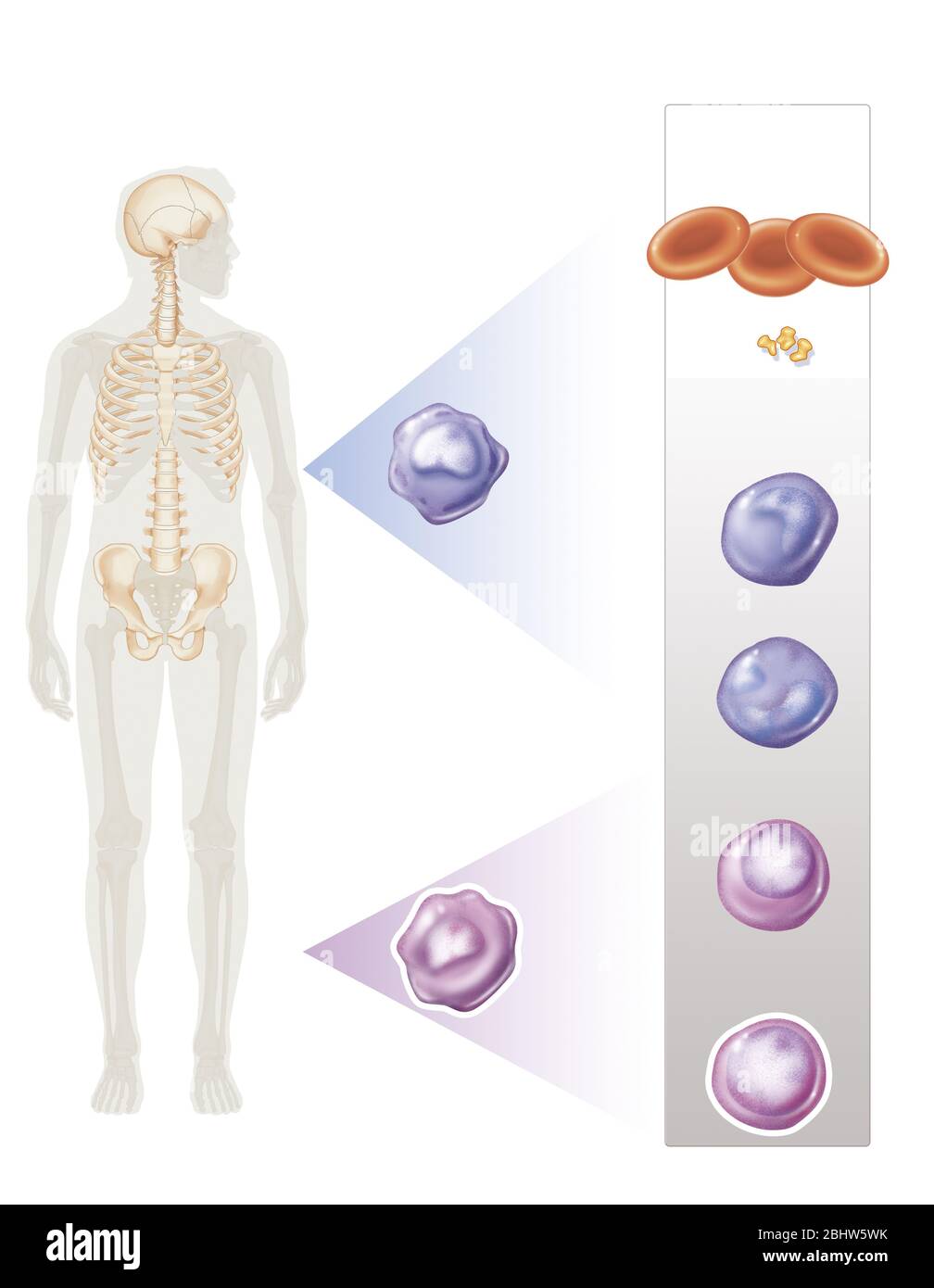 Blood cells (hematopoiesis) form from the bone marrow of flat bones ...