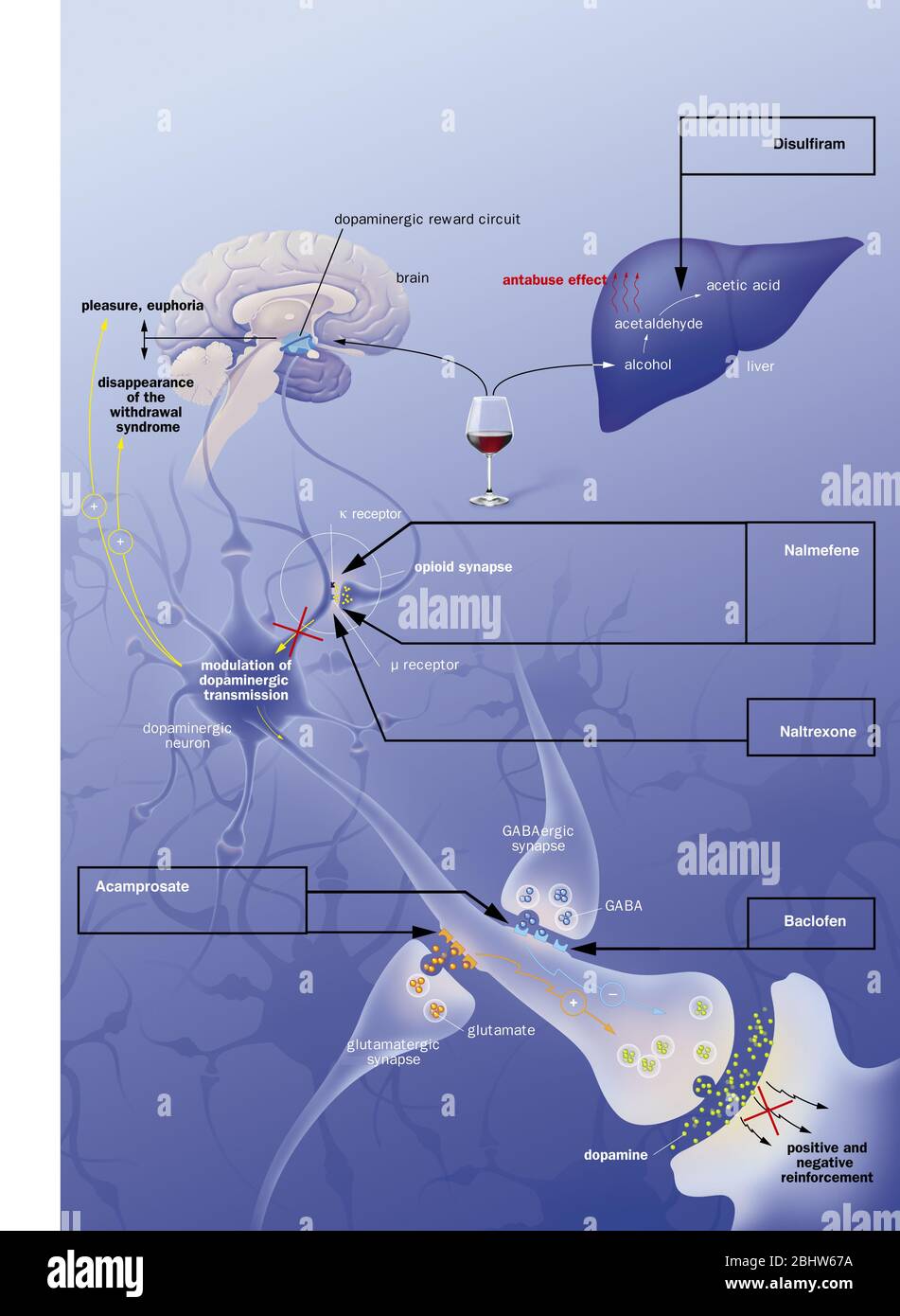 Addiction to alcohol and its treatments. Alcohol acts on the ...