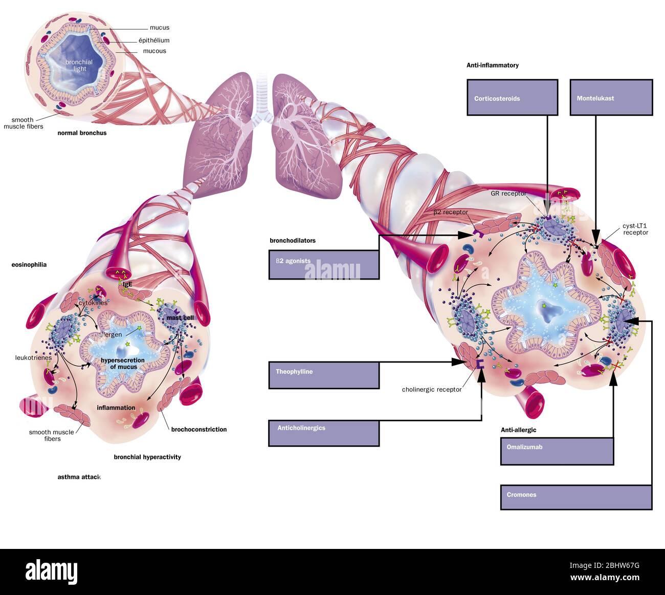 Bronchiole High Resolution Stock Photography and Images - Alamy