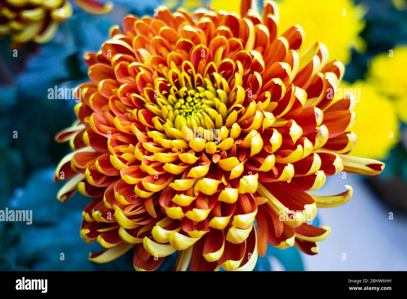 And Species Flowers Genus Names Chrysanthemums