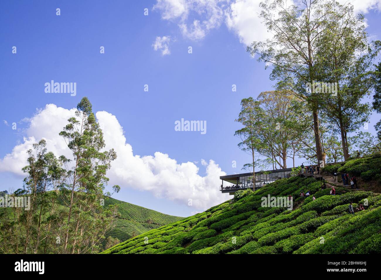 The Boh Tea Company was founded in 1929 and is one of the famous tea ...