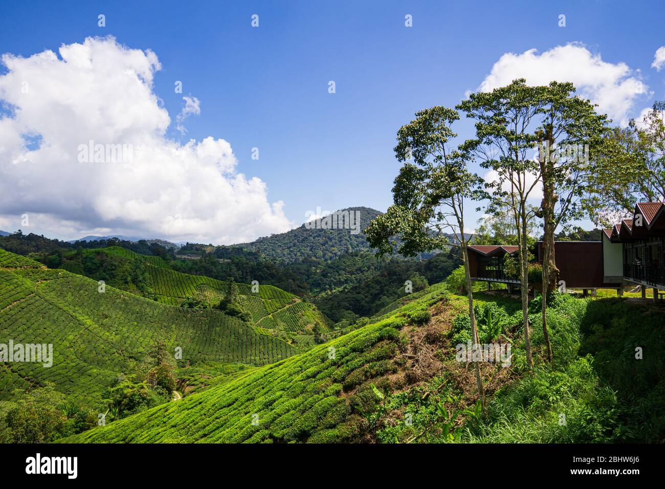 The Boh Tea Company was founded in 1929 and is one of the famous tea ...